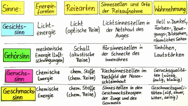 Sinne und Sinnesorgane – Einfach erklärt (inkl. Übungen)